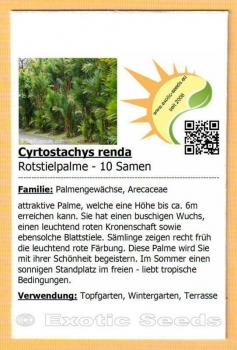 Exotic Seeds - Cyrtostachys renda, 10-100 Samen