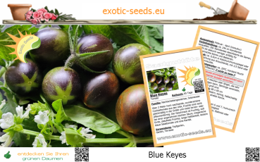 Exotic Seeds - Tomate * Blue Keyes * 20 Samen