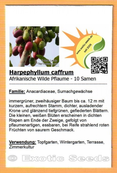 Exotic Seeds - Harpephyllum caffrum, Afrikanische Wilde Pflaume, Kaffir ...